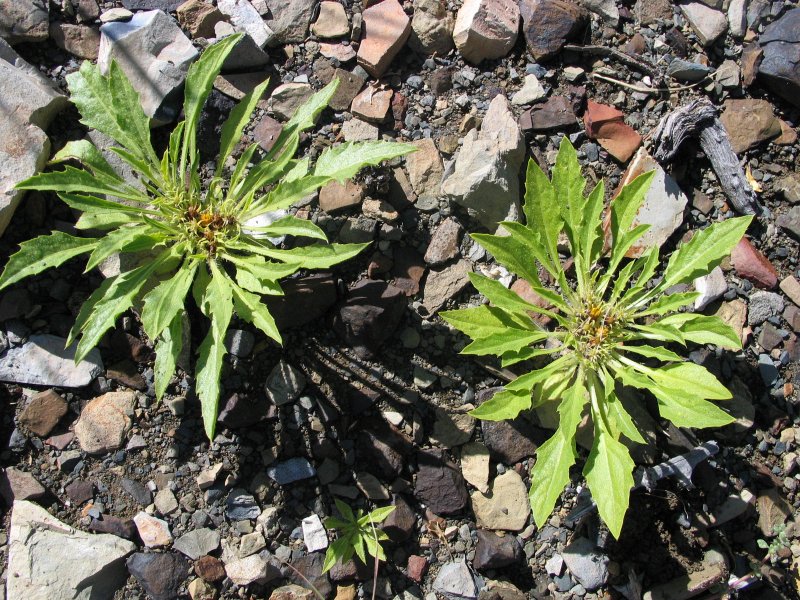 Photo Guide to Plants of Southern Africa