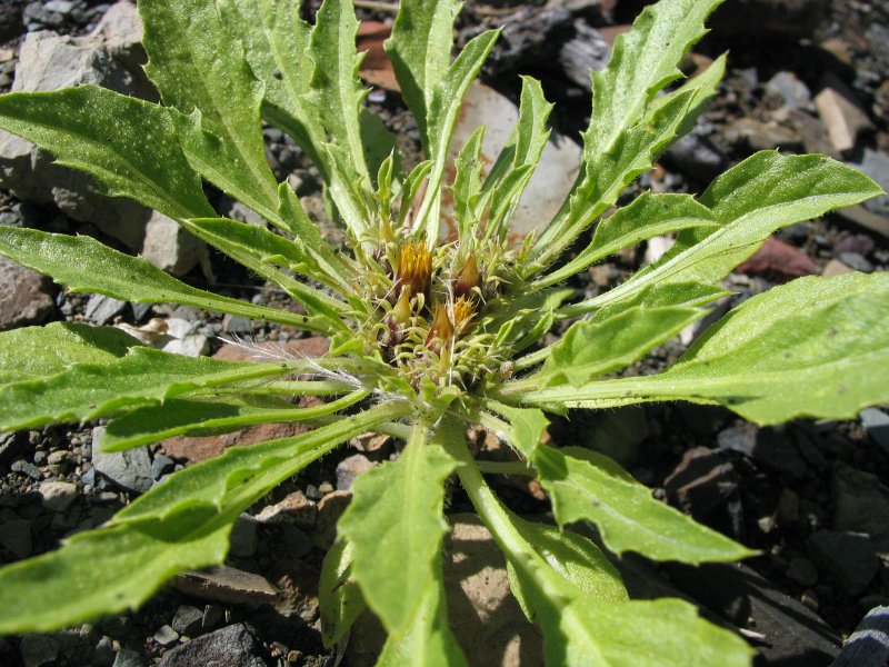 Photo Guide to Plants of Southern Africa