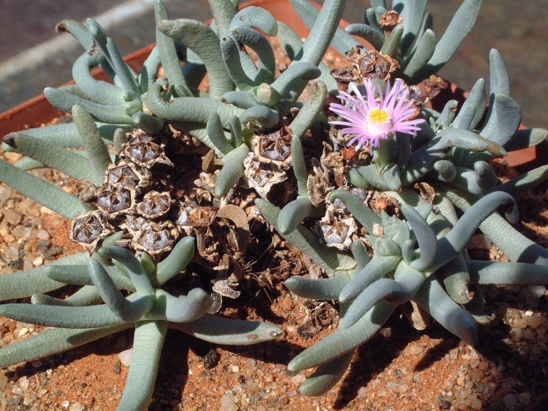 Photo Guide to Plants of Southern Africa