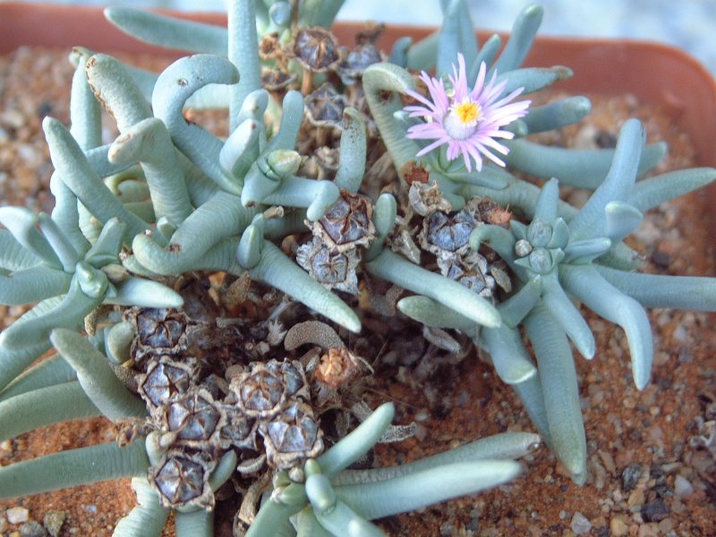 Photo Guide to Plants of Southern Africa