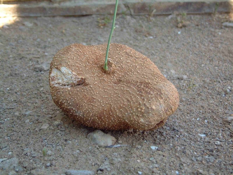 Photo Guide to Plants of Southern Africa