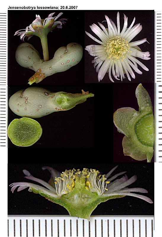 Photo Guide to Plants of Southern Africa