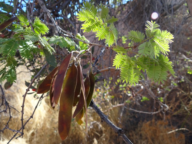 Photo Guide to Plants of Southern Africa